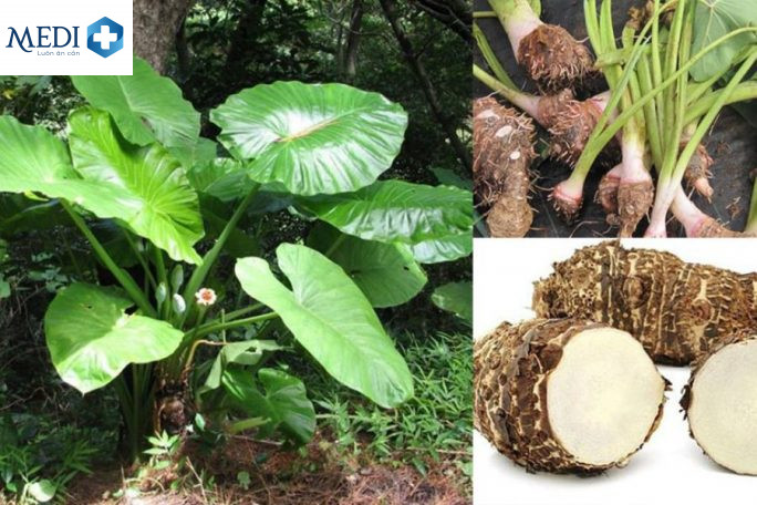 Củ ráy chữa bệnh xương khớp hiểu sao cho đúng?